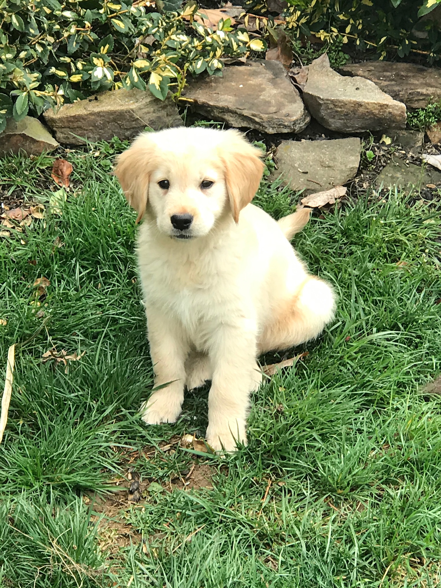 Keystone Puppies Reviews - 53 Reviews of Keystonepuppies.com | Sitejabber